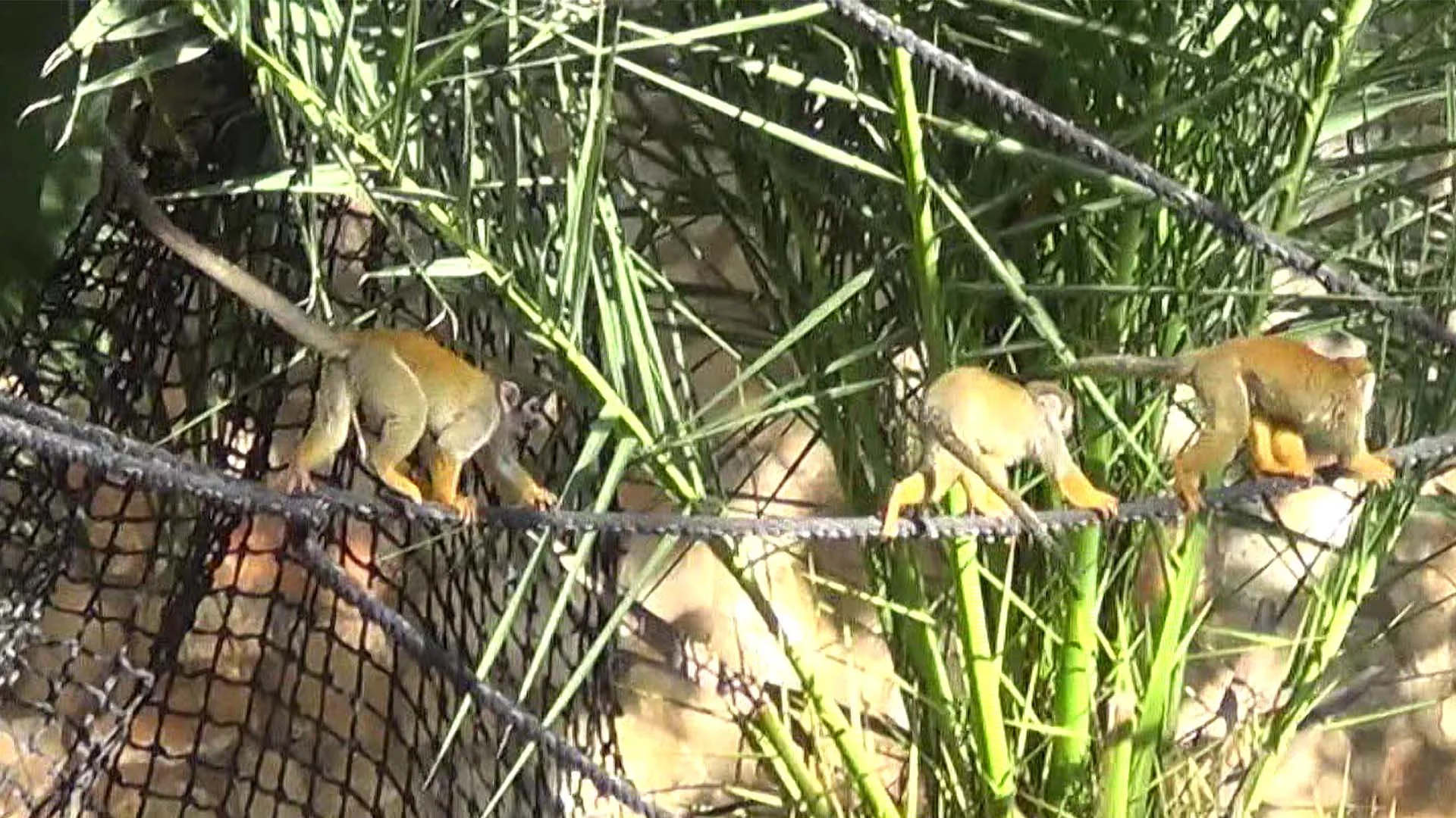 שריפה גדולה בירושלים: החל פינוי גן החיות התנ"כי | חדשות 13